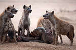 Hyena Animal Facts - Hyaenidae - A-Z Animals