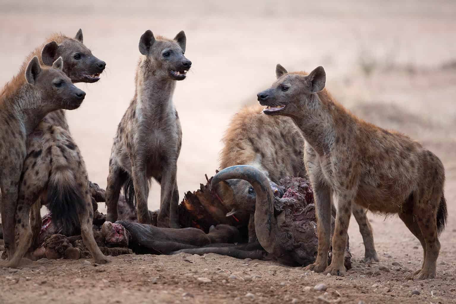 Hyena Animal Facts - Crocuta Crocuta - A-Z Animals