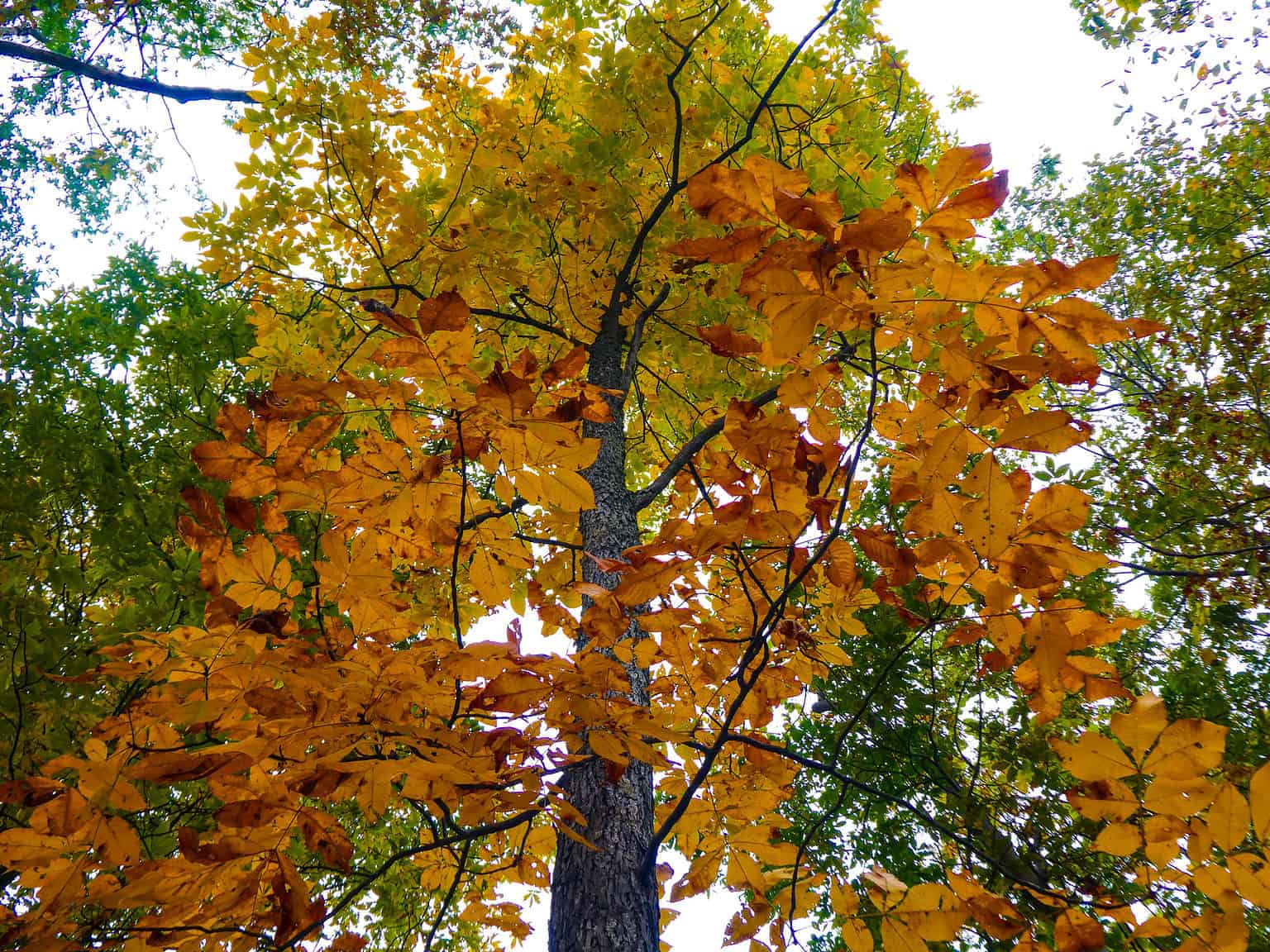 12 Incredible Trees Native To Maryland - A-Z Animals