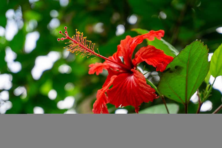 15 Most Beautiful Flowers Native to Puerto Rico - A-Z Animals