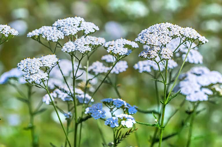 15 Best Perennial Flowers for Oklahoma - AZ Animals