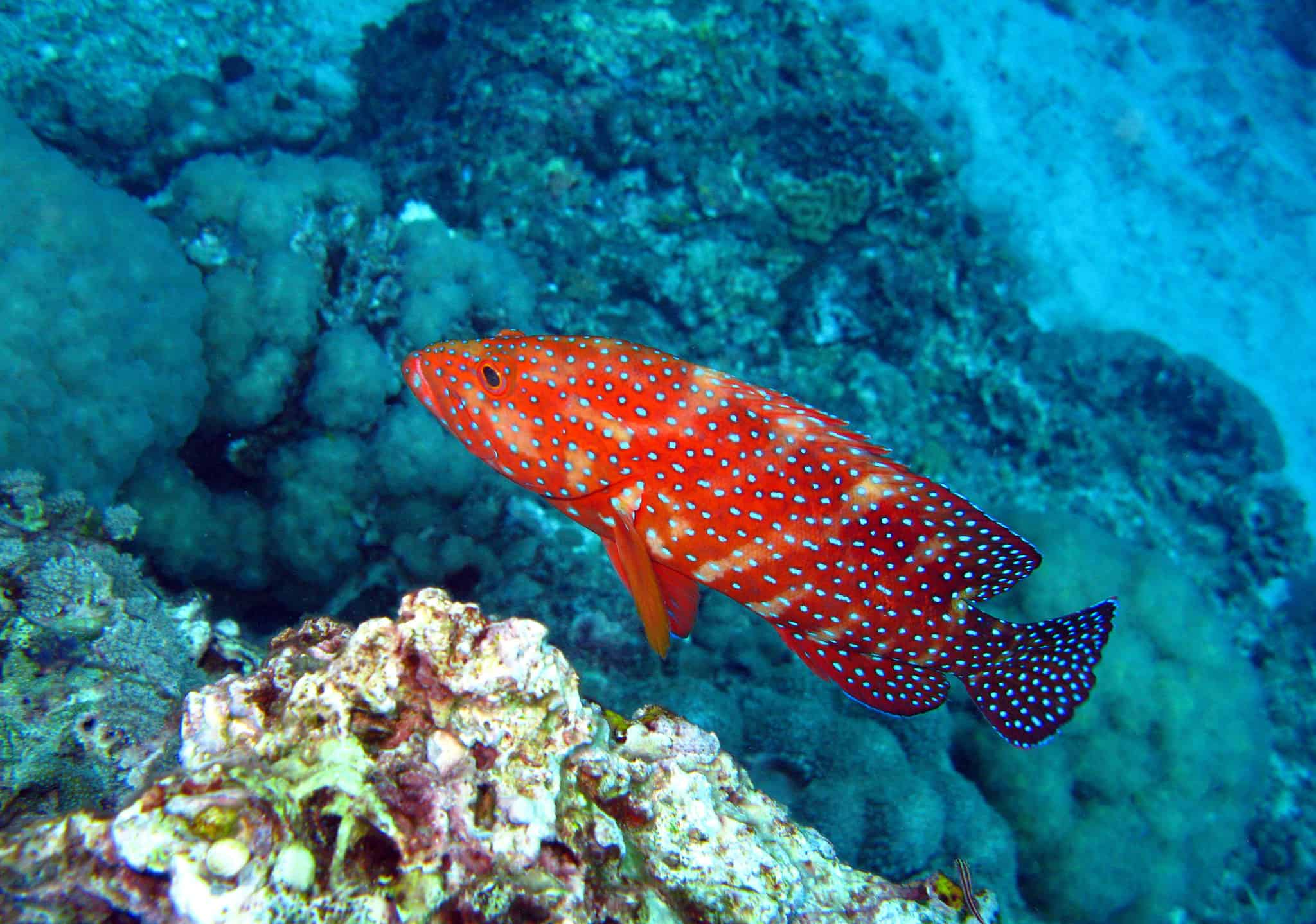 Discover 10 Incredible Fish That Live Around the Great Barrier Reef - A ...