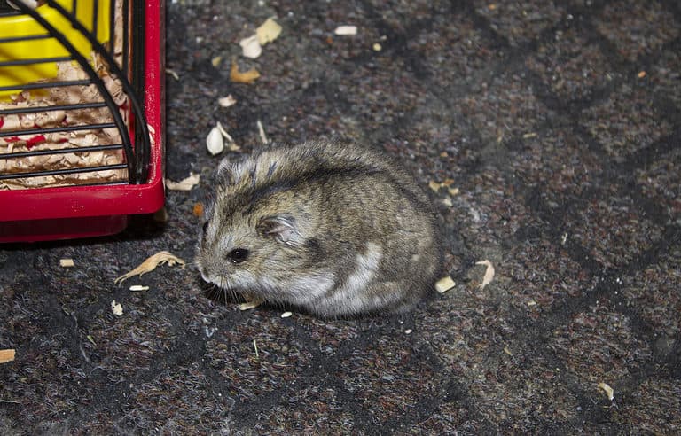 Dwarf Hamster Animal Facts - Phodopus - A-Z Animals
