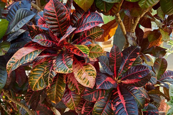 Croton Magnificent Vs. Petra - A-Z Animals