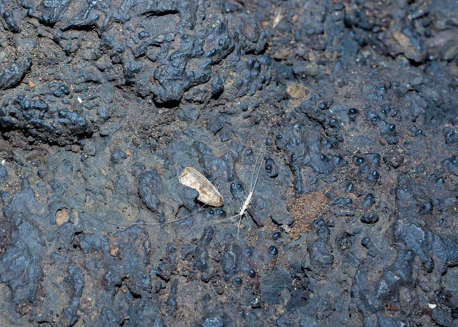 10 Bugs That Look Like Earwigs - A-Z Animals