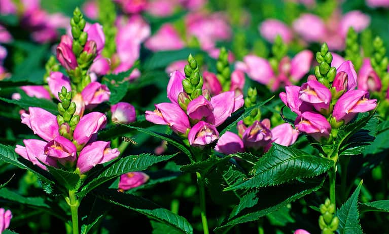 10 Native Plants in Missouri - A-Z Animals