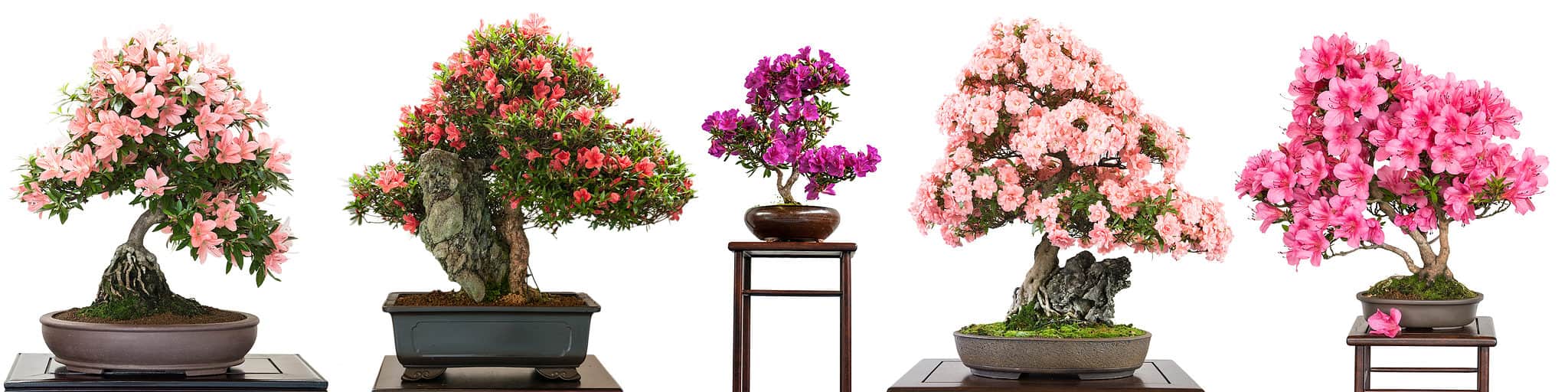 Azalea Bonsai Tree: Varieties, How to Propagate, and More