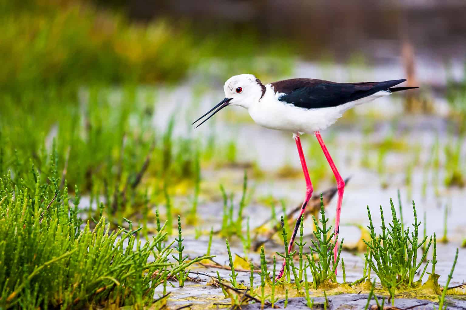 15 Awesome Types Of Beach Birds - A-Z Animals