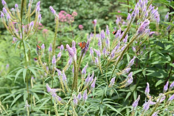 14 Gorgeous Flowers That Start With V - A-Z Animals