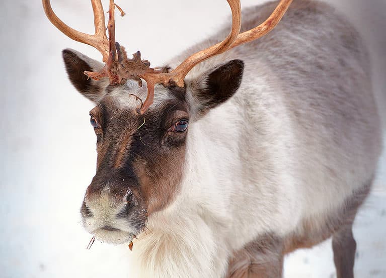 St. Matthew Island: The Isolated Alaskan Haven Where Reindeer Once ...
