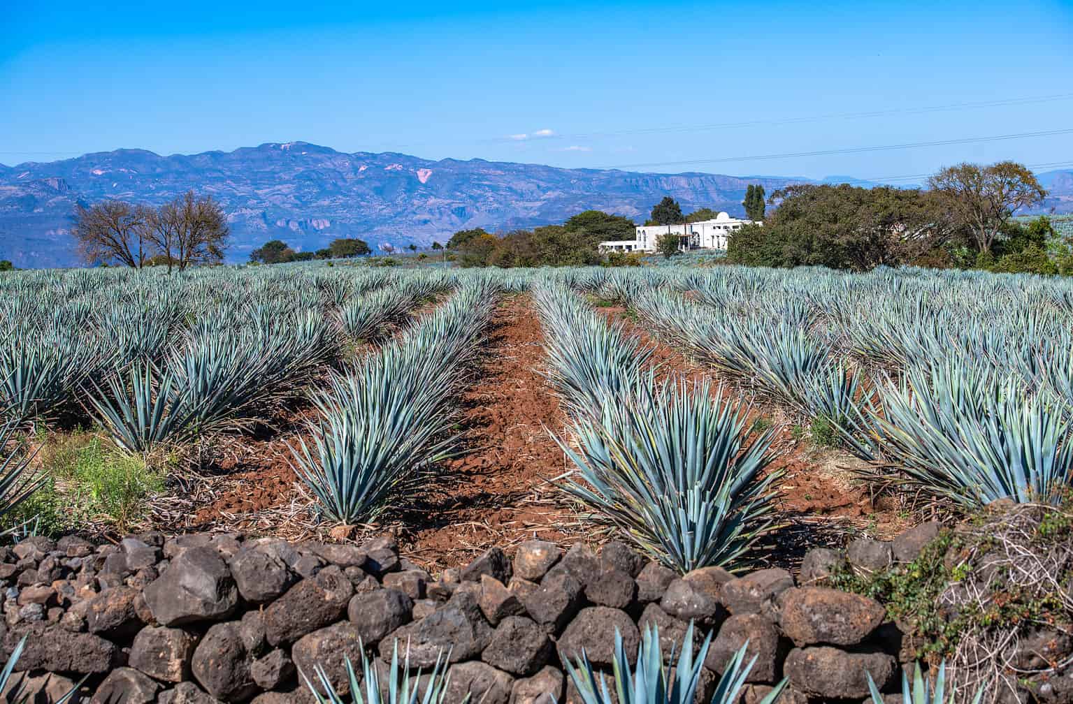 Agave Plant Varieties and Which Type is Best For You (With Pictures ...