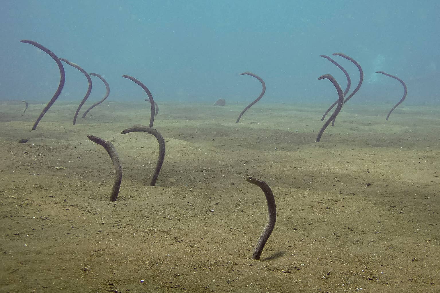 Pacific Spaghetti Eel Fish Facts - Moringua edwardsi - A-Z Animals
