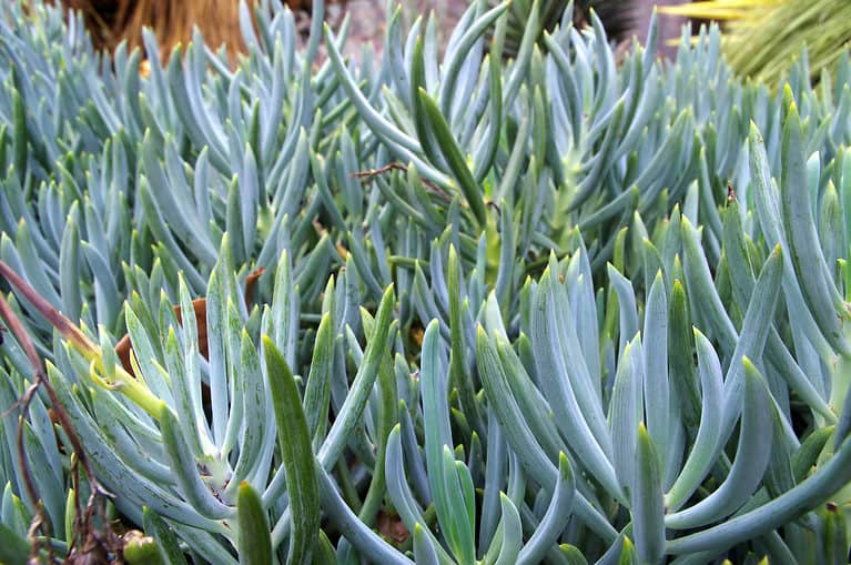 13 Types of Senecio Succulents - A-Z Animals