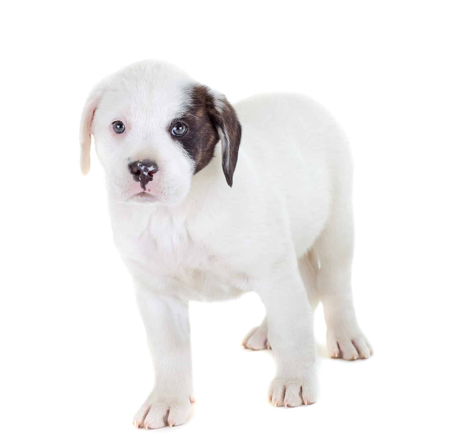 Bulldog Mix Dog Breed Complete Guide - A-Z Animals