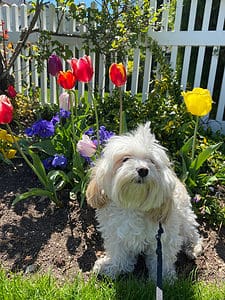 12 Adorable Types of Maltese Dog Breeds - A-Z Animals