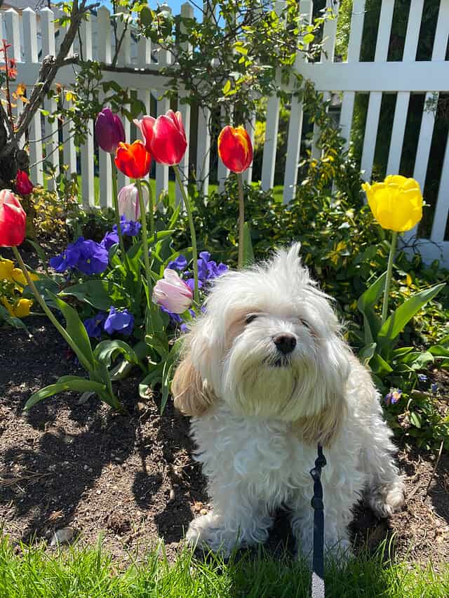 12 Adorable Types of Maltese Dog Breeds - A-Z Animals
