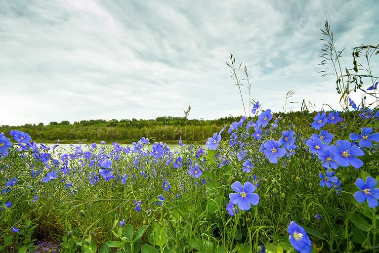 30 Beautiful Types of Blue Wildflowers - A-Z Animals