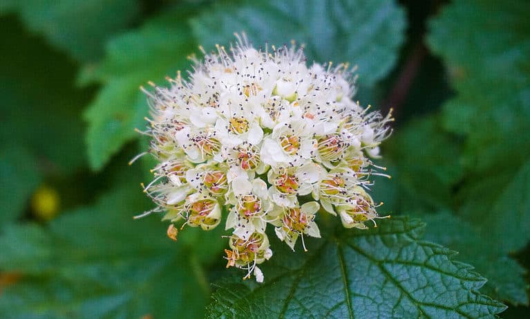 12 Native Plants in Oregon - A-Z Animals