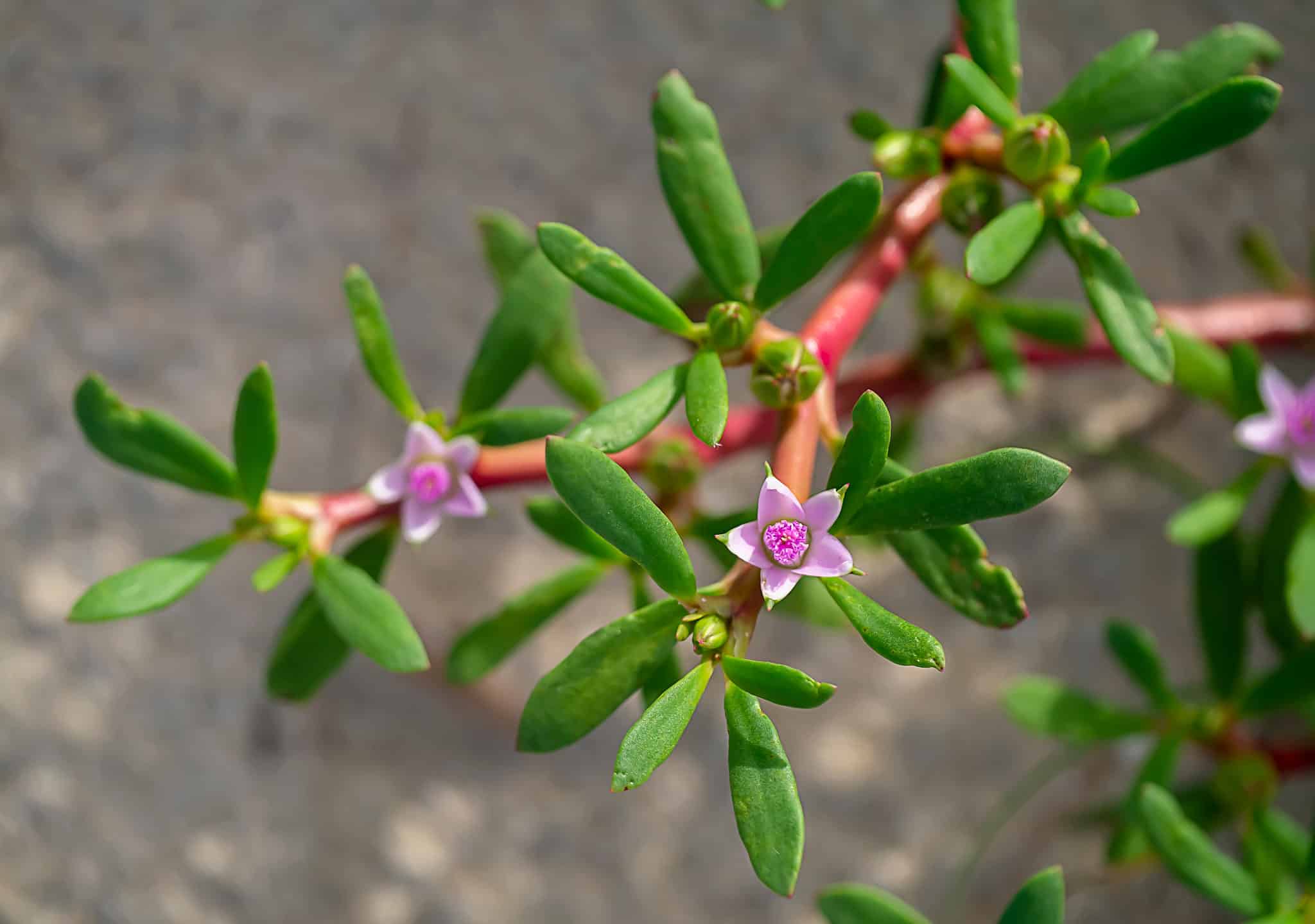 15 Most Beautiful Flowers Native to Puerto Rico - A-Z Animals