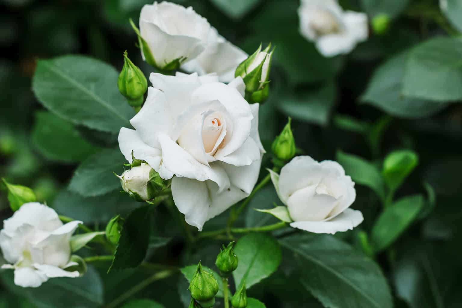Discover 15 Different Rose Colors (and What Each Means)