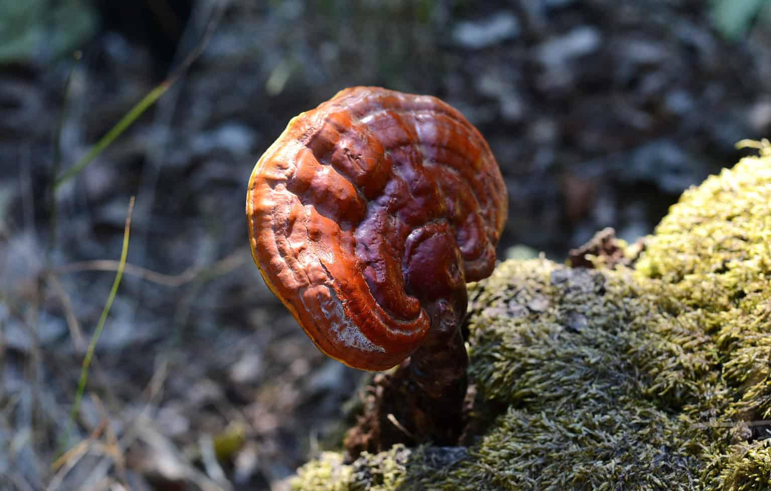 5 Mushrooms that Look Like Wood - A-Z Animals