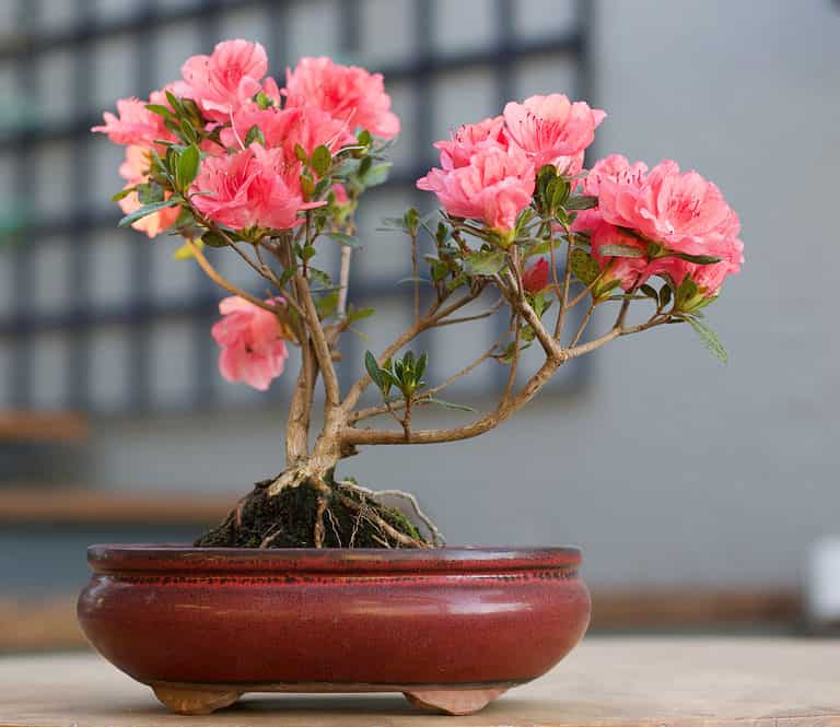 Azalea Bonsai Tree: Varieties, How to Propagate, and More