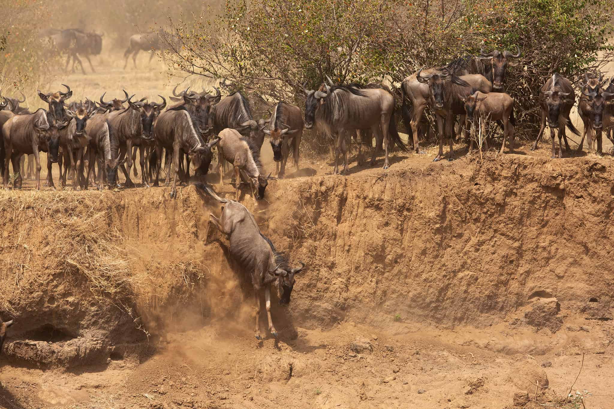 Millions of Migrating Wildebeests Are Powering One of the World’s ...