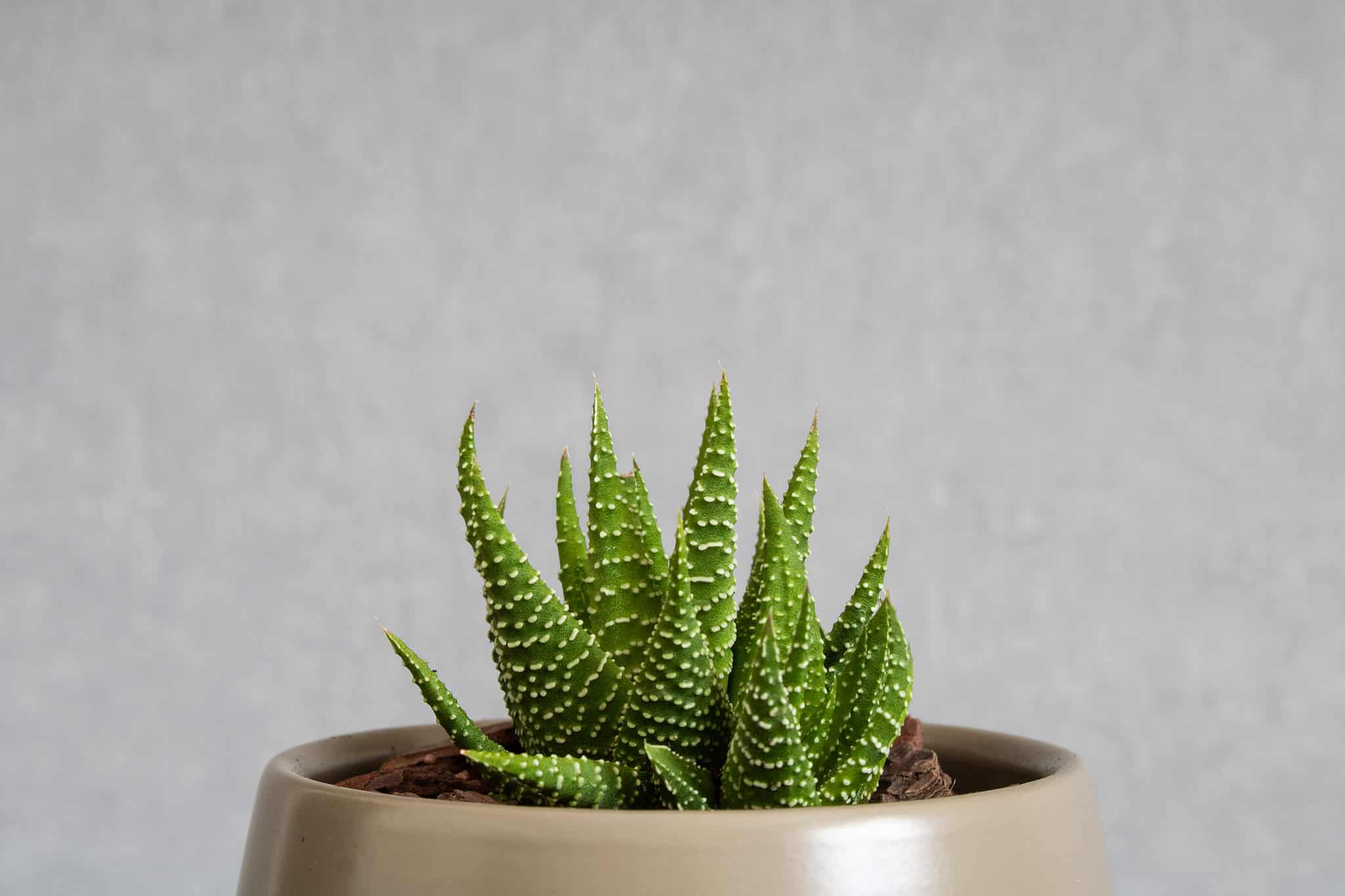 Types Of Haworthia Succulents - A-Z Animals