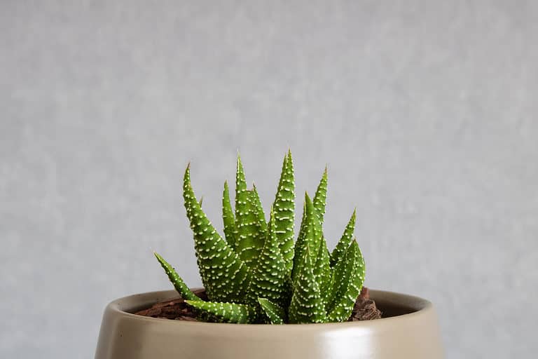Types Of Haworthia Succulents - A-Z Animals