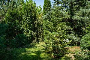 The 14 Most Iconic Trees Native to Vermont - A-Z Animals