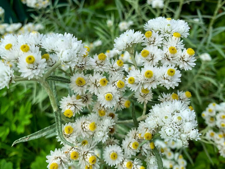 8 Native Plants in Utah - A-Z Animals