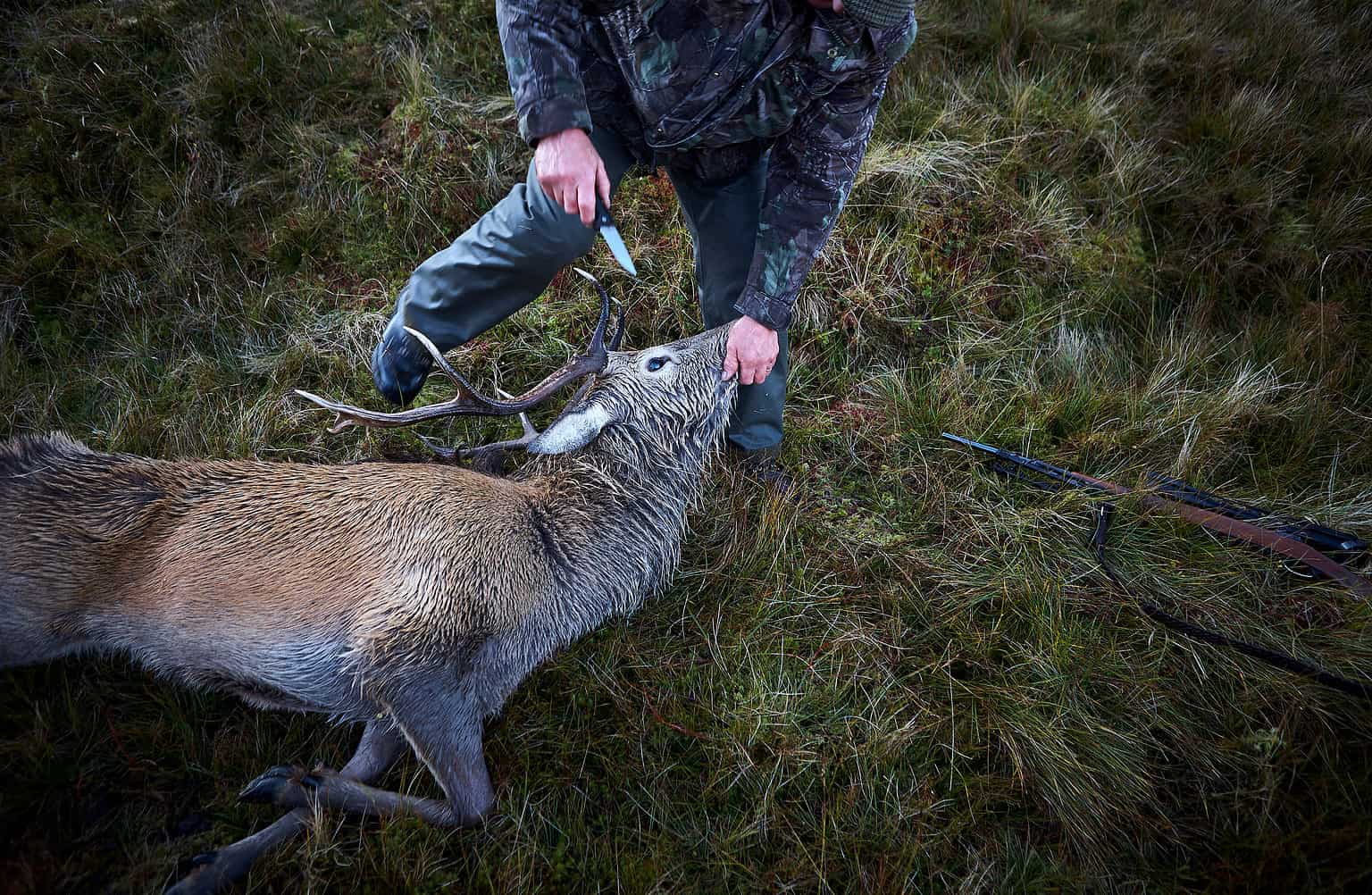 Discover Why the Mississippi Deer Population Is Exploding Right Now - A ...