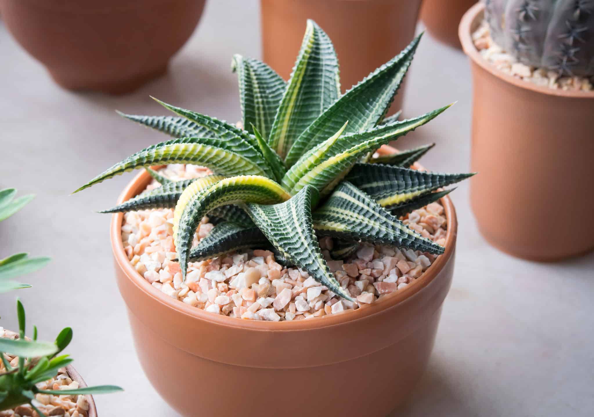 7 Popular Indoor Succulents - A-Z Animals