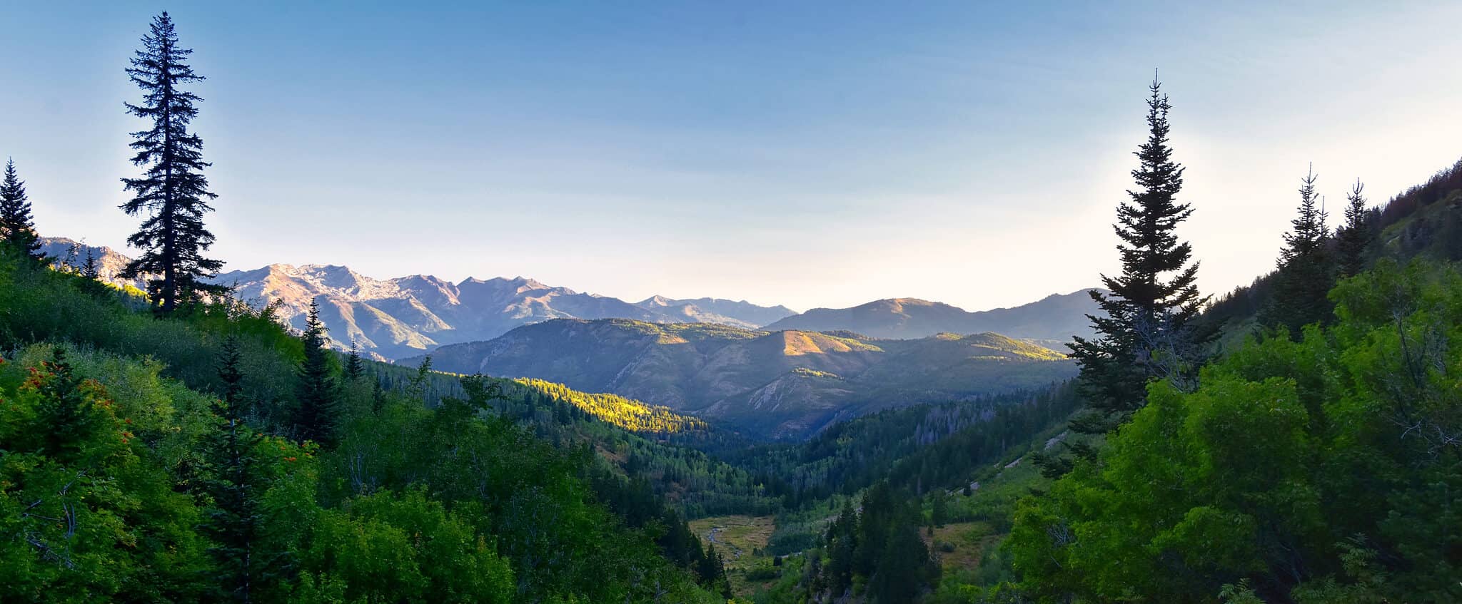 Discover the Largest Forest in Utah (And What Lives Within It) - AZ Animals