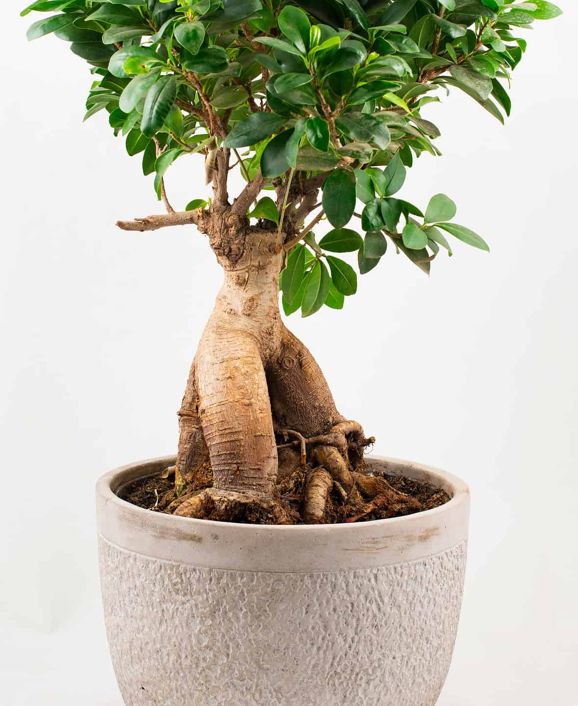 Bird Plum Bonsai: Care Guide, Propagation, Tips, and More