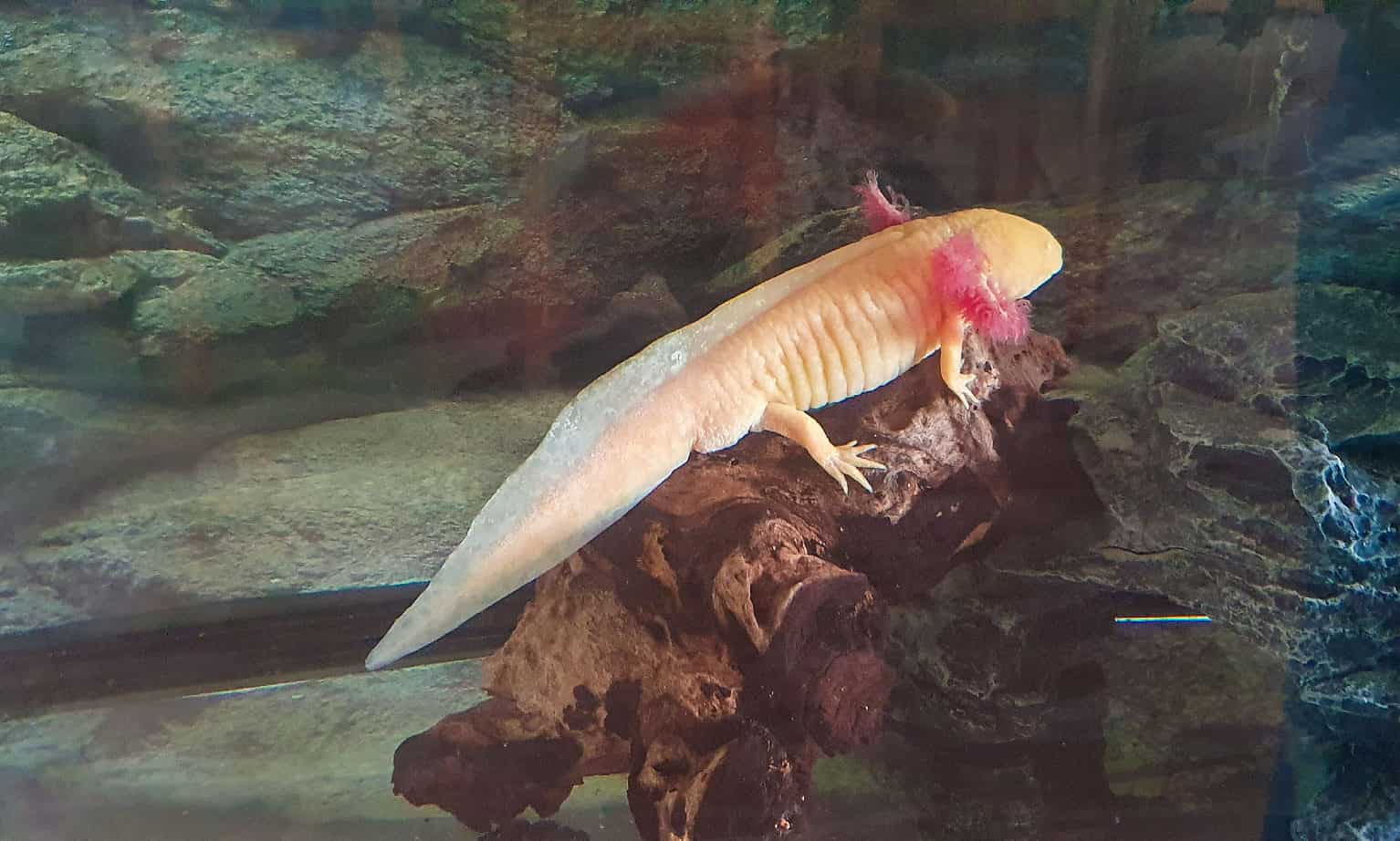 Olm Animal Facts - Proteus anguinus - A-Z Animals