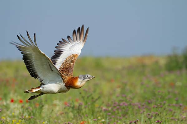 Khám Phá Top 9 Loài Chim Bay Nặng Nhất Hiện Nay ⋆ Cá cảnh mini