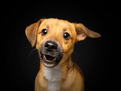 Animals That Start with D - Listed With Pictures, Facts - A-Z Animals