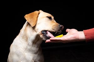 Can Dogs Eat Takis - A-Z Animals