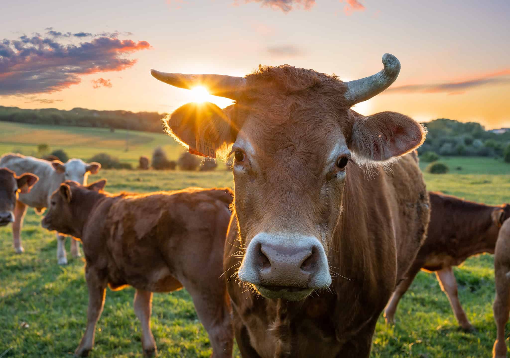 Himalayan Monal: National Bird of Nepal - A-Z Animals