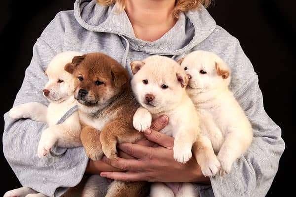 Shiba Inu Colors: Rarest to Most Common - A-Z Animals