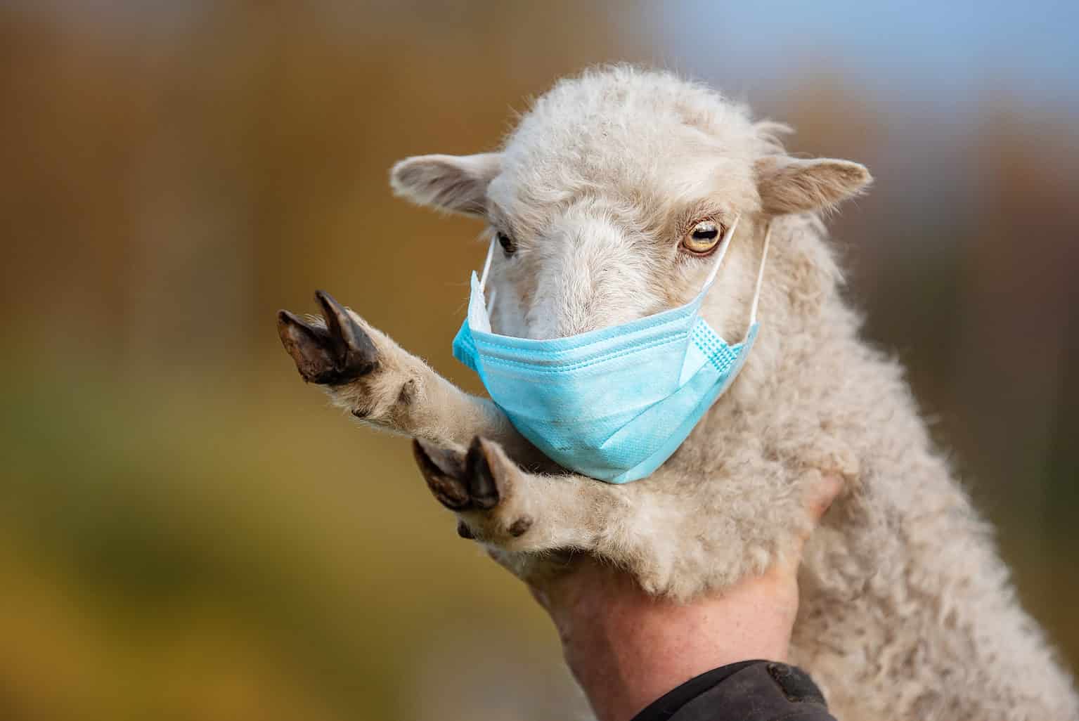 Transgenic Animals: 9 Animals That Have Been Genetically Modified - A-Z ...