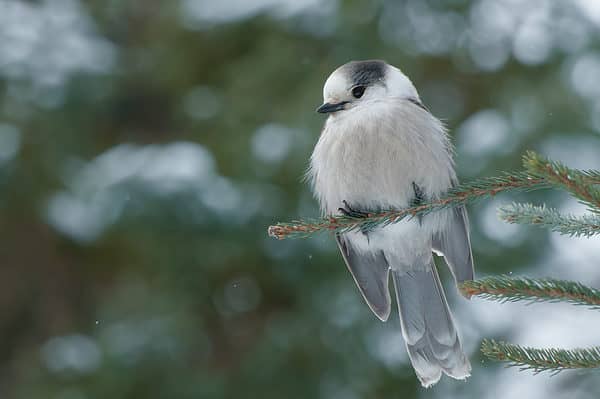 The Gray Jay: National Bird of Canada - AZ Animals
