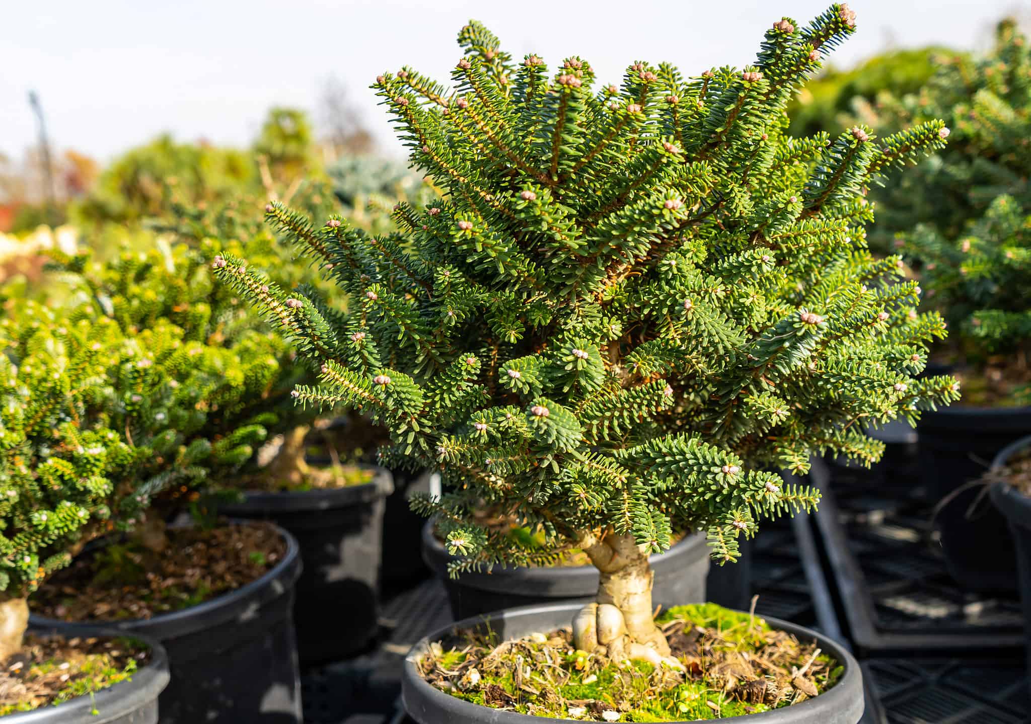 The Most Expensive Bonsai Tree Ever Sold Probably Cost More than Your ...