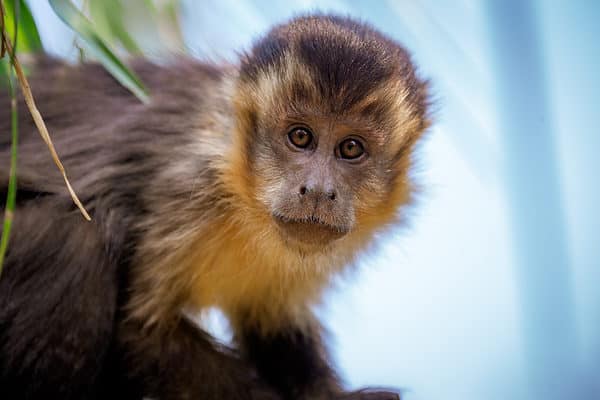 Capuchin Animal Facts - Cebidae - A-Z Animals