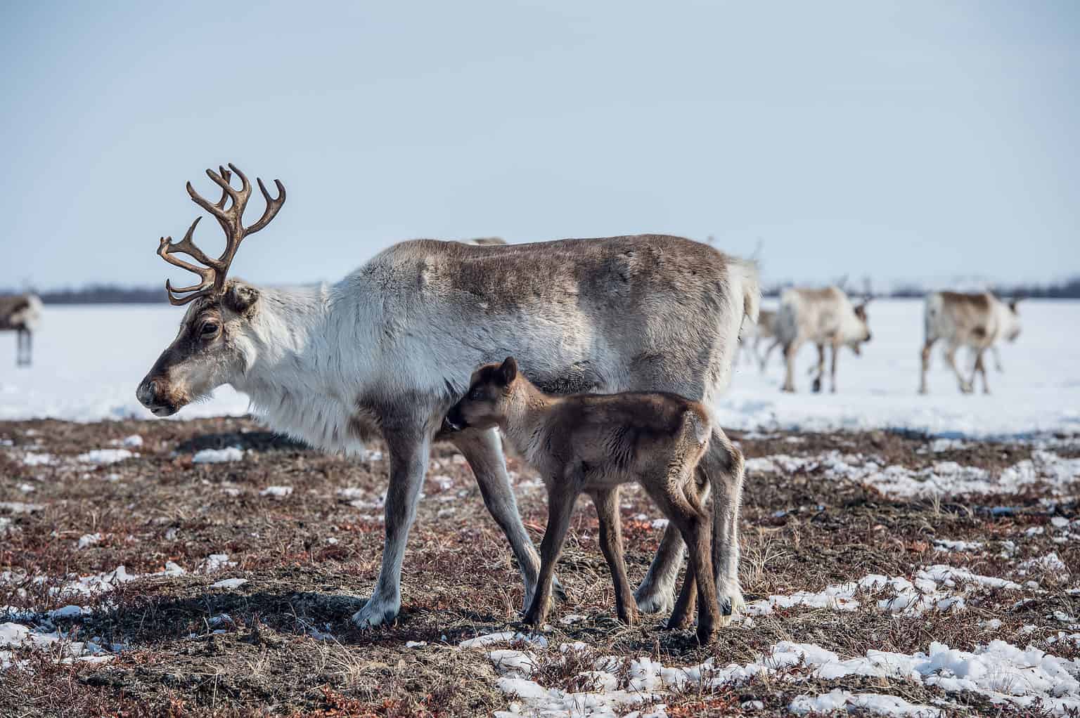 Discover the Decline: Why Reindeer Populations Are Shrinking Across the ...