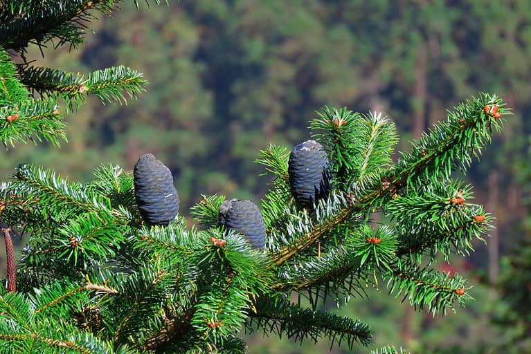 15 Incredible Trees Native to the Arctic - A-Z Animals