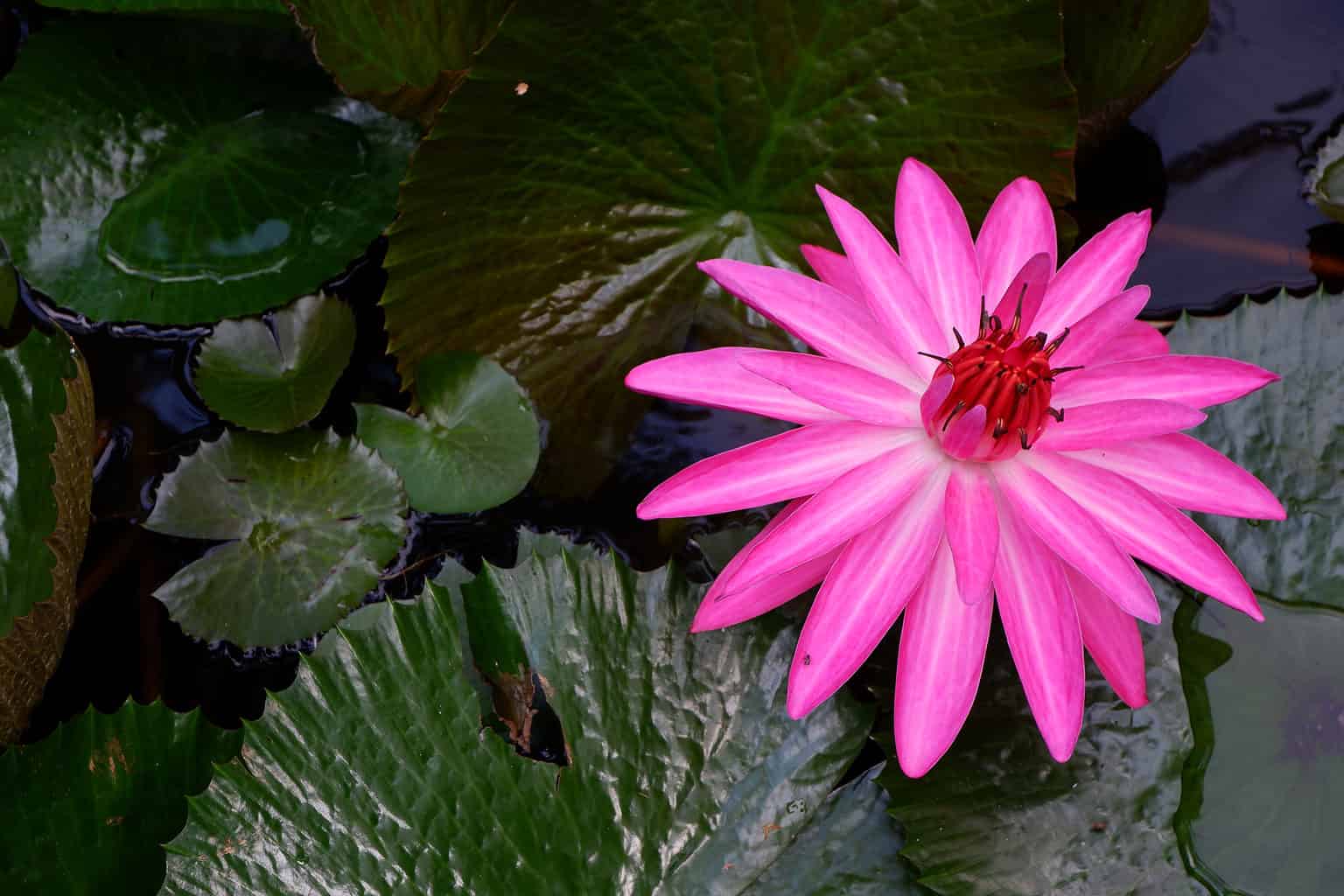 18 Gorgeous Flowers Native to the Philippines - A-Z Animals