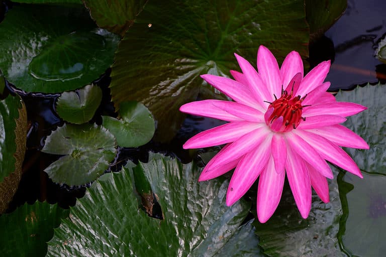 18 Gorgeous Flowers Native to the Philippines - A-Z Animals