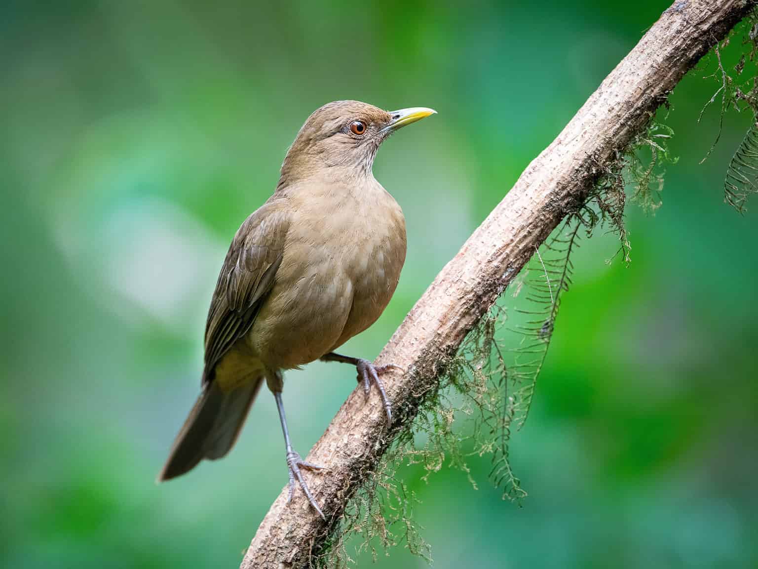 The Clay-Colored Thrush: The National Bird of Costa Rica - A-Z Animals